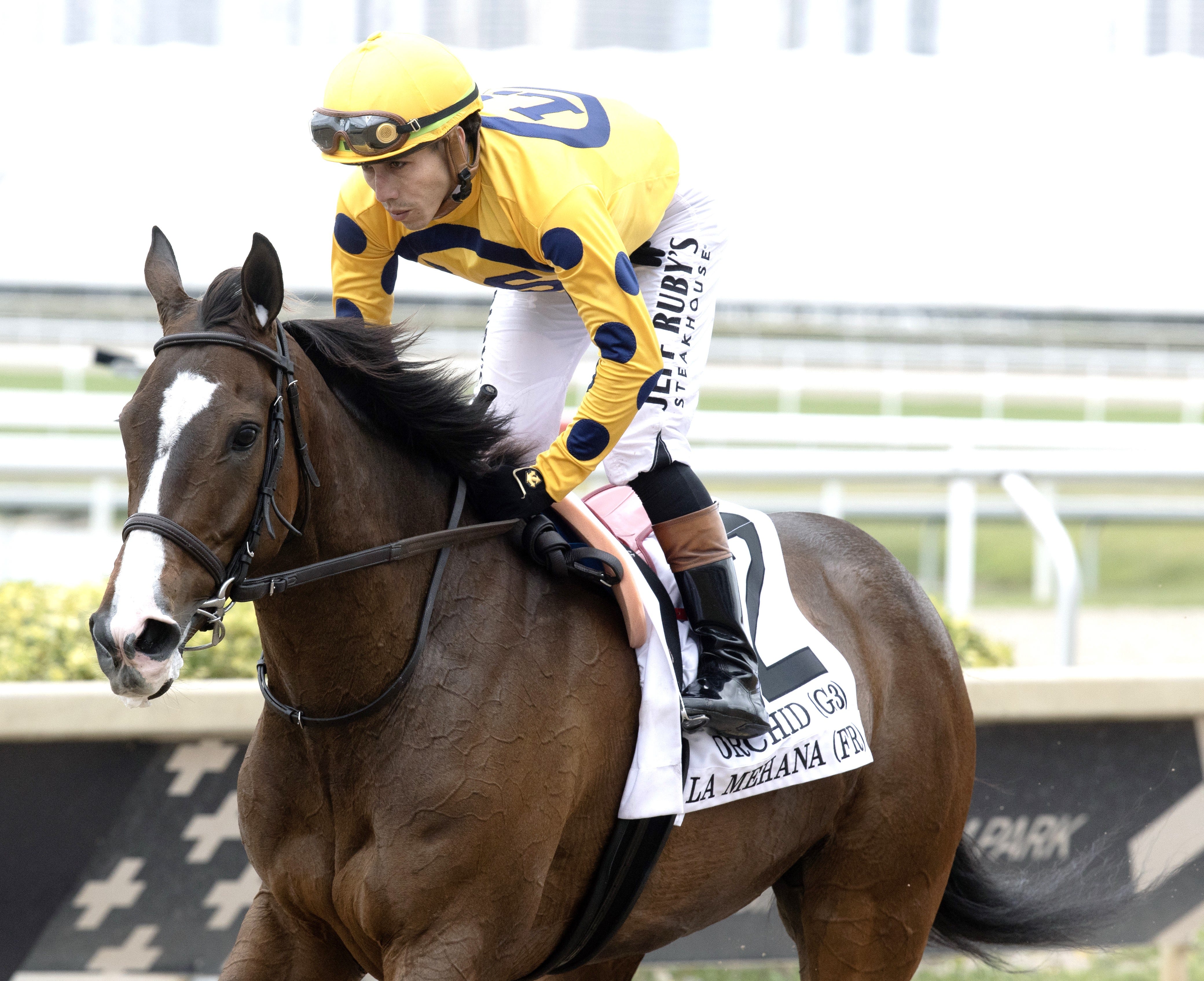 No Show Sammy Jo takes another swing in Glens Falls